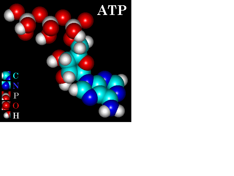 fisiologia: ATP ( adenosin trifosfato)